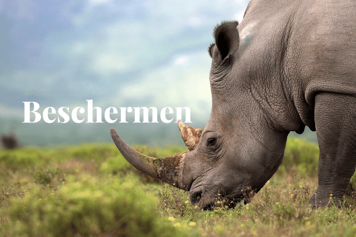 Waarom moeten bedreigde diersoorten worden beschermd?