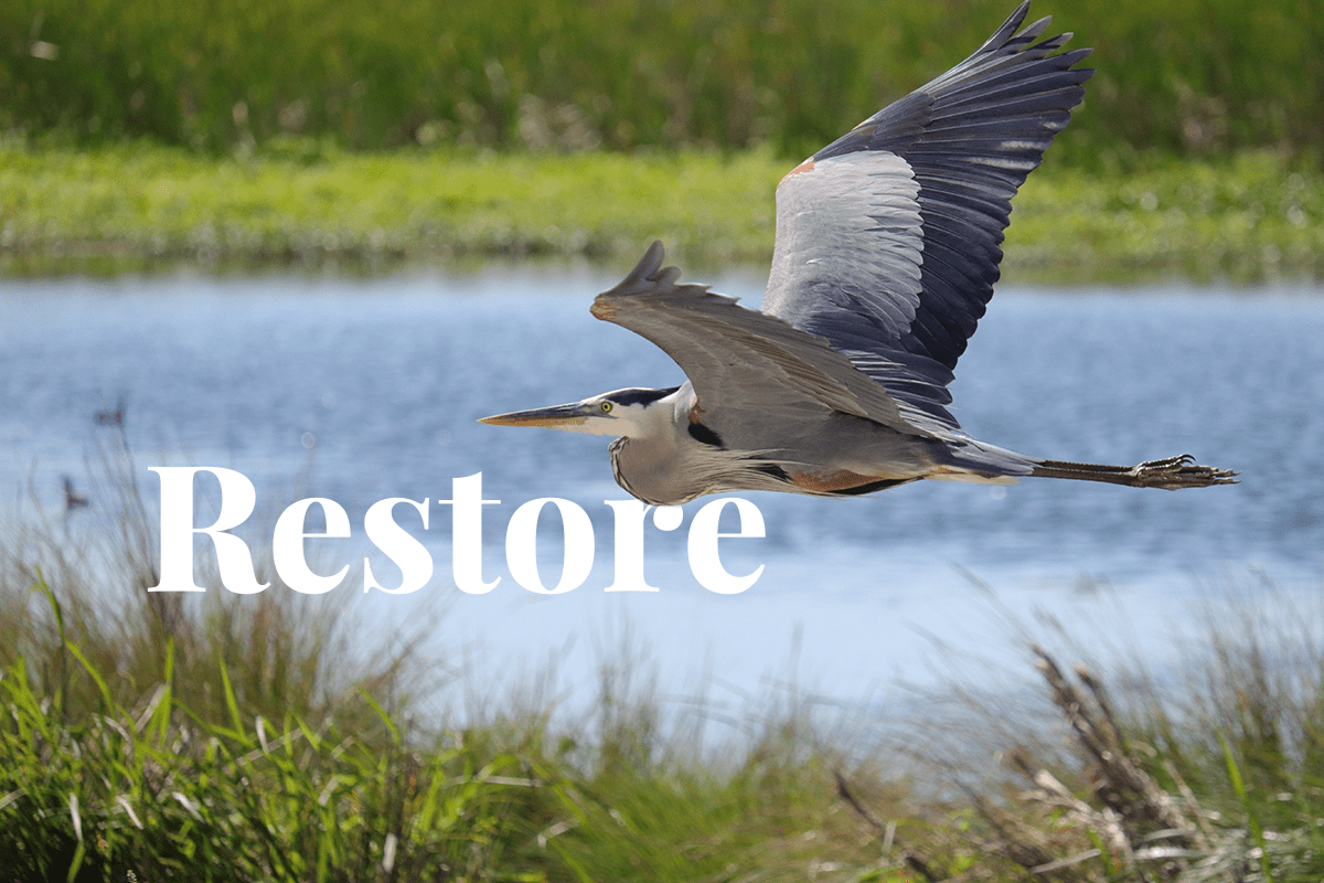 Governments launch a Freshwater Challenge to restore degraded rivers ...
