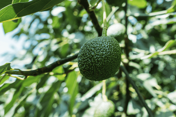 Reforestation: 10 Amazing benefits of planting trees