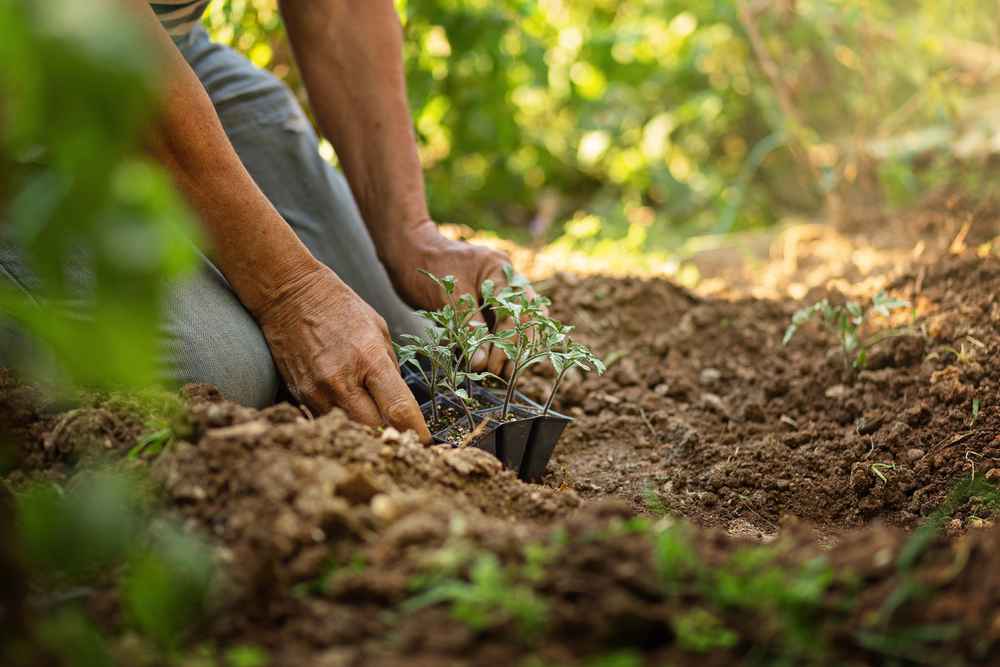 Carbon farming: How it's good for the environment, farmers and ...