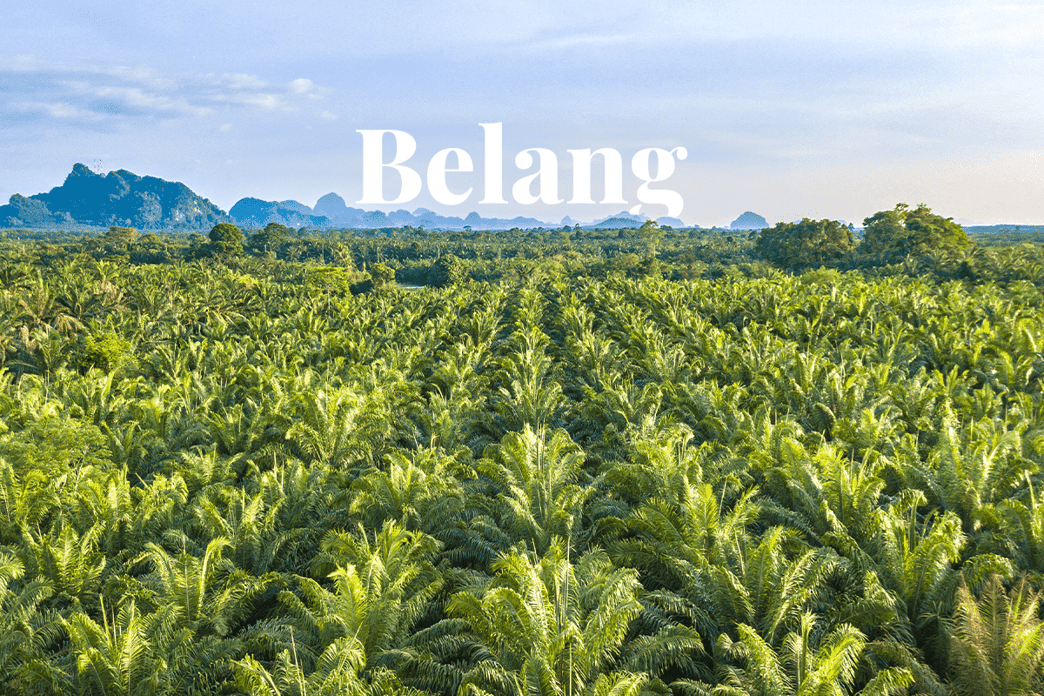 De belangrijkste oorzaken van ontbossing