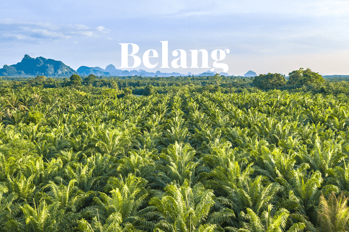 De belangrijkste oorzaken van ontbossing