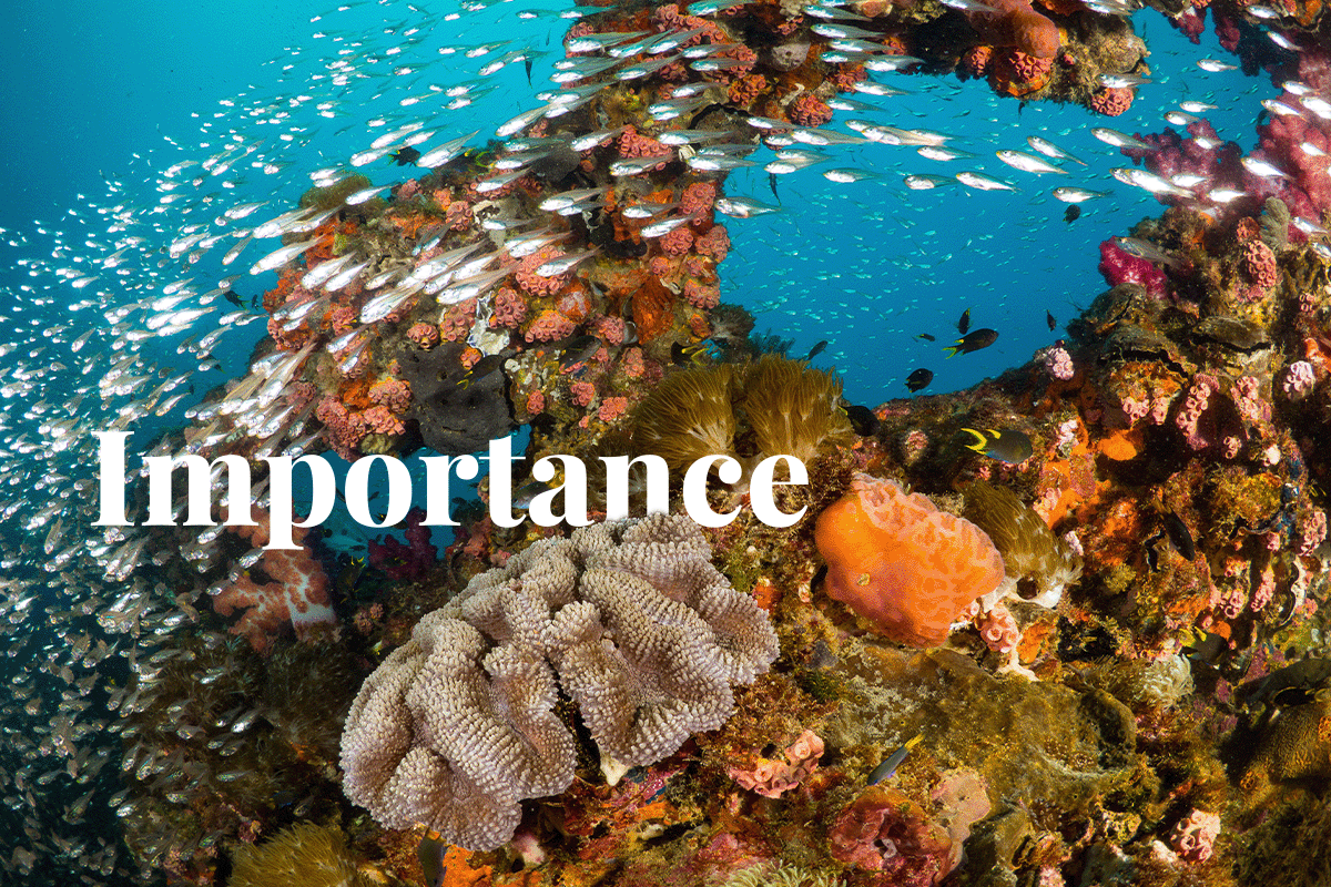 Beneath the waves: diving into the importance of blue forests