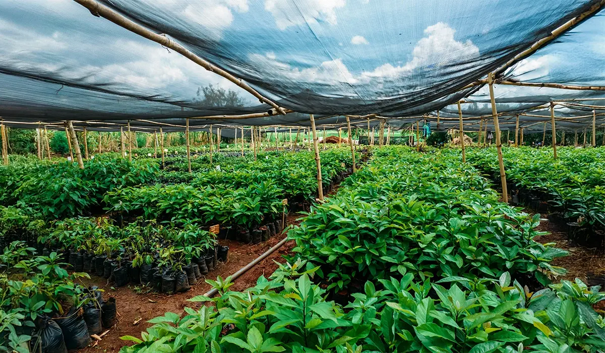 DGB Group signs €2.5m purchase agreement for its Kenya reforestation ...