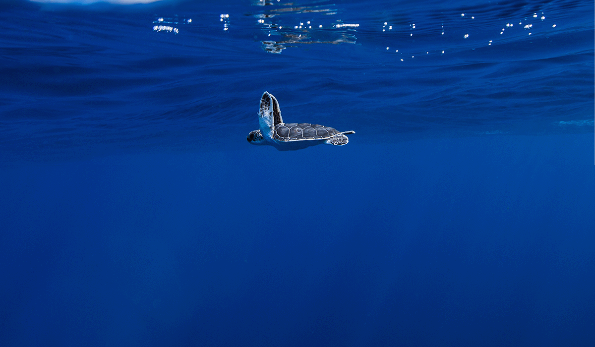 How to protect the oceans and marine life