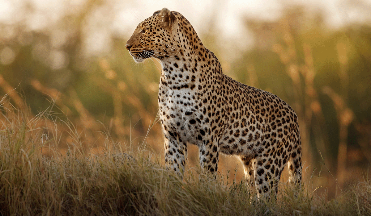 Ivory Coast's biodiversity: A rich and diverse ecosystem