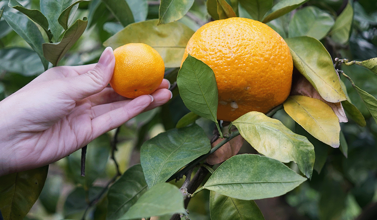 Carbon neutral vs carbon positive: What's the difference, and which is ...