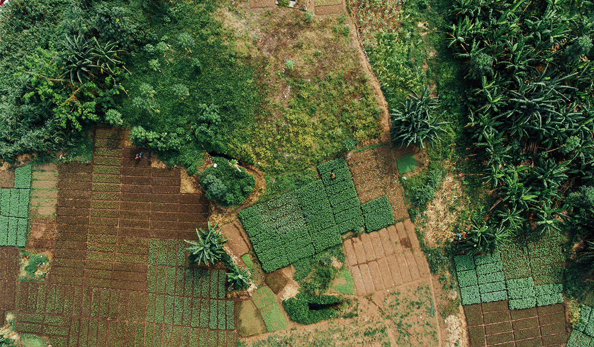 Deforestation in Nigeria: causes, effects, and solutions