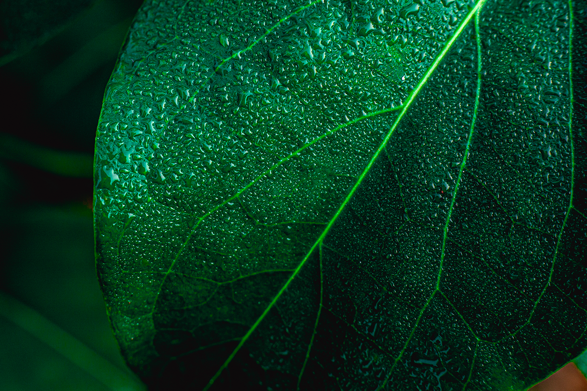 Carbon removal: Nature-based solutions for companies