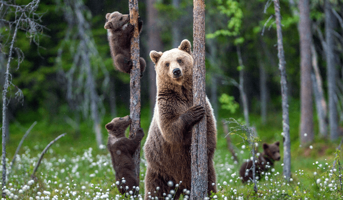 7 Strategies for protecting wildlife