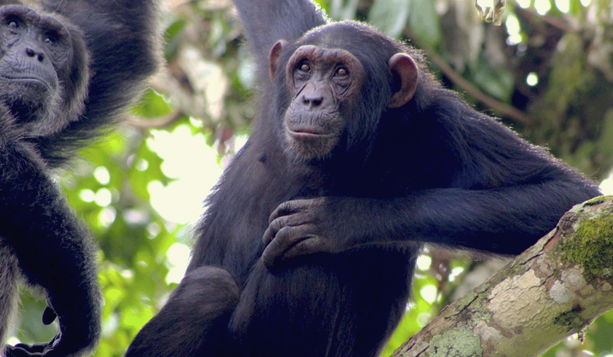 Nurturing harmony in Uganda—A Planet Earth III tale of the Bulindi ...