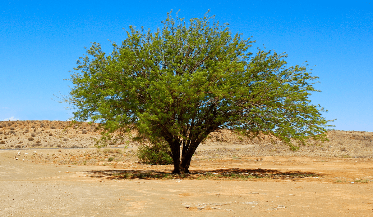 A new study: estimated carbon stored in African drylands