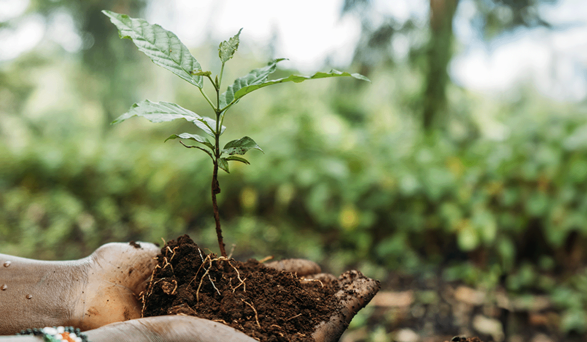 A pop-up tree-planting celebration: Kenya's 15 billion trees quest