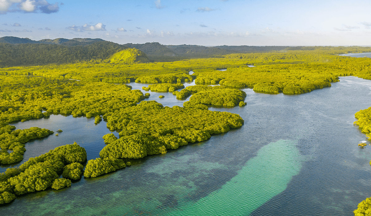 AmazonFACE: A groundbreaking experiment to test the future of the ...