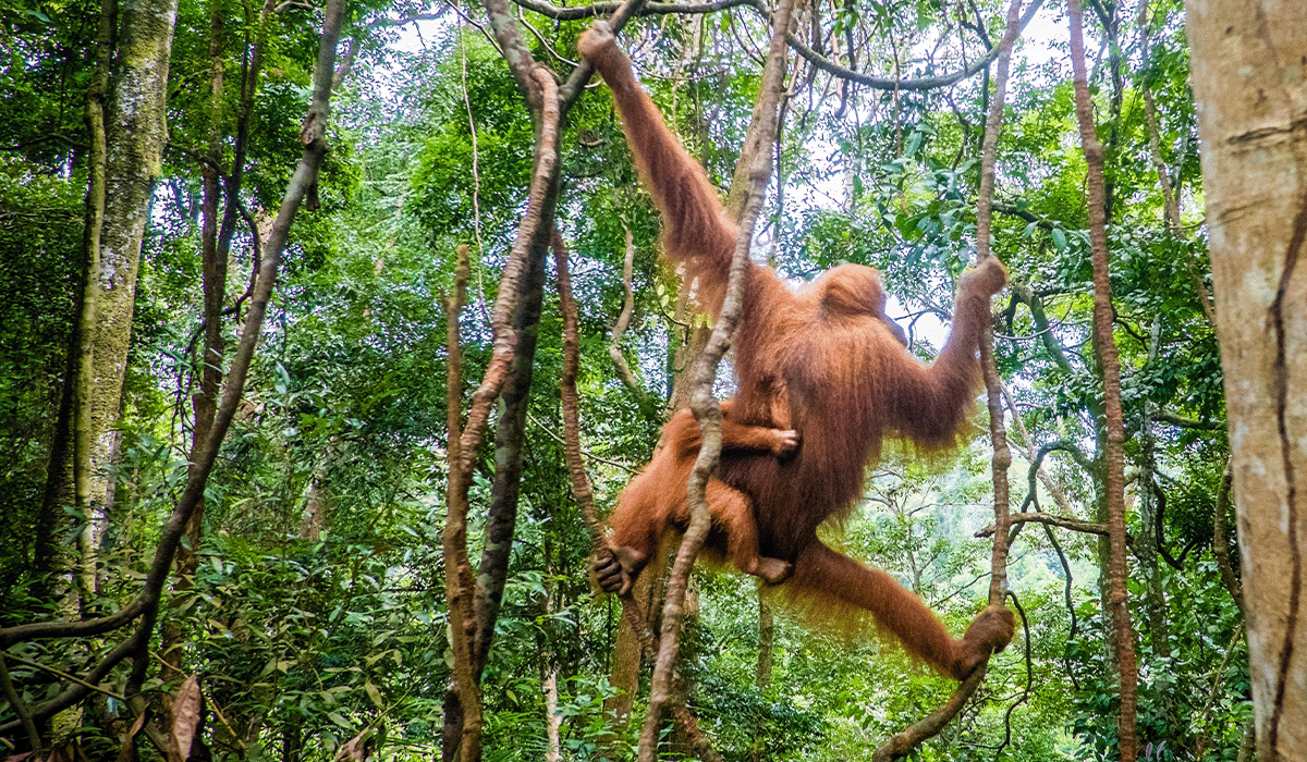 Vermogensbeheerders beoordelen impact biodiversiteit bedrijven door ...