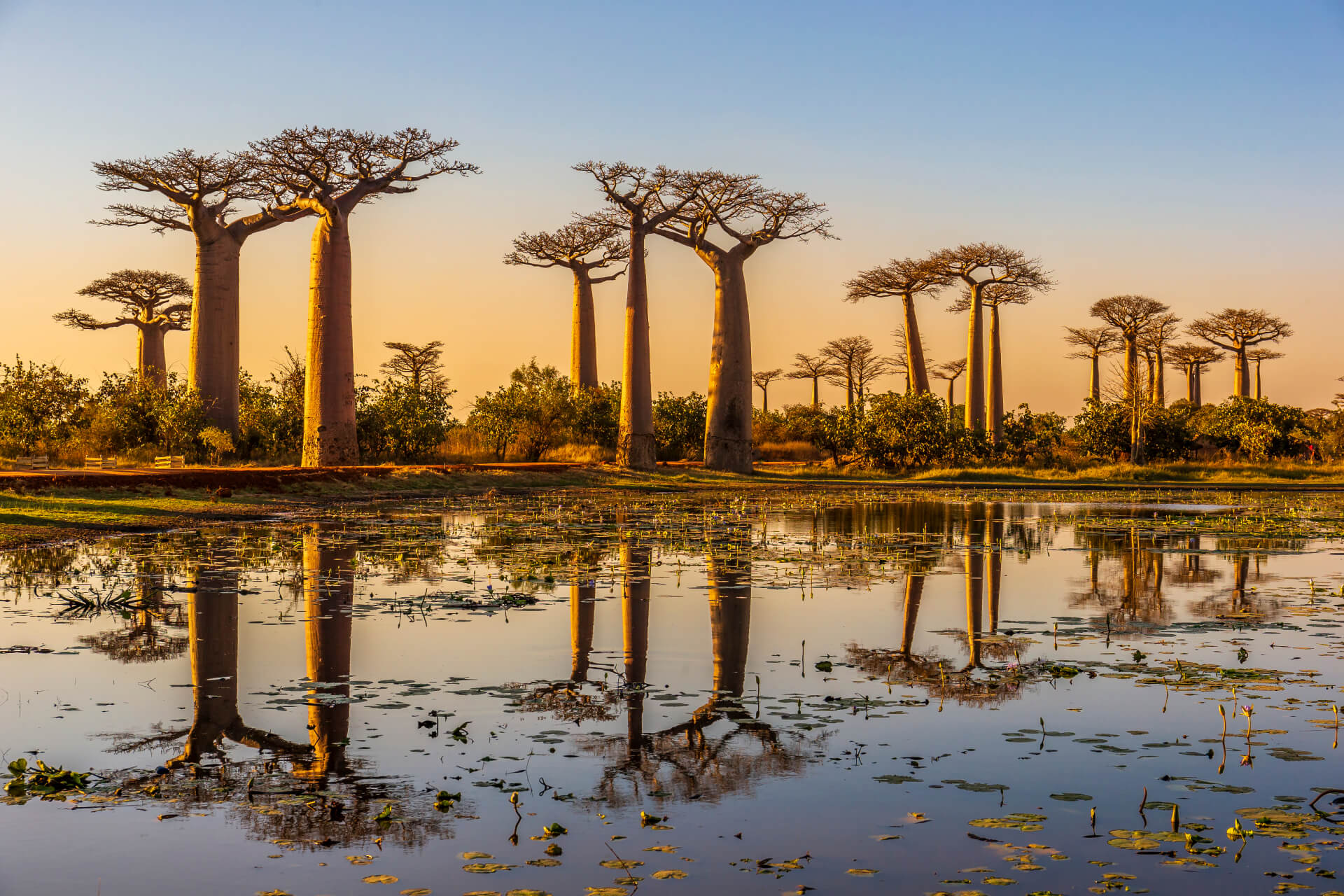 8 Most rare trees found on earth