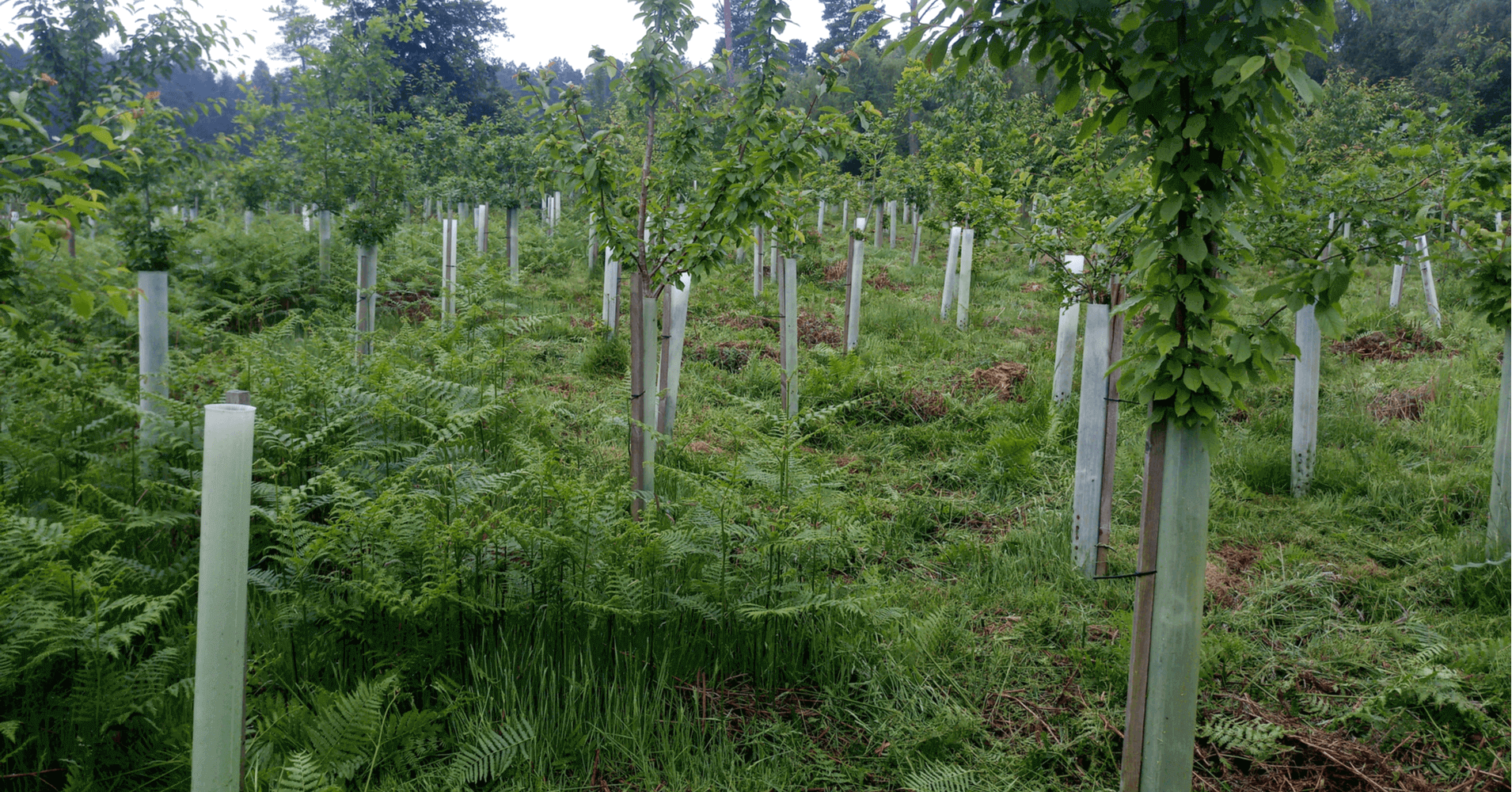 Afforestation versus reforestation – What’s the difference?