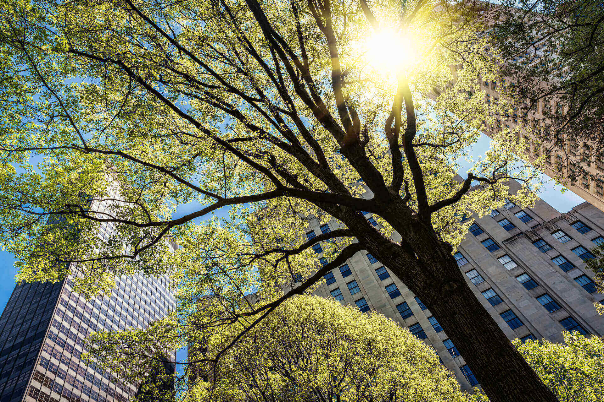 Top 10 cities with the most trees