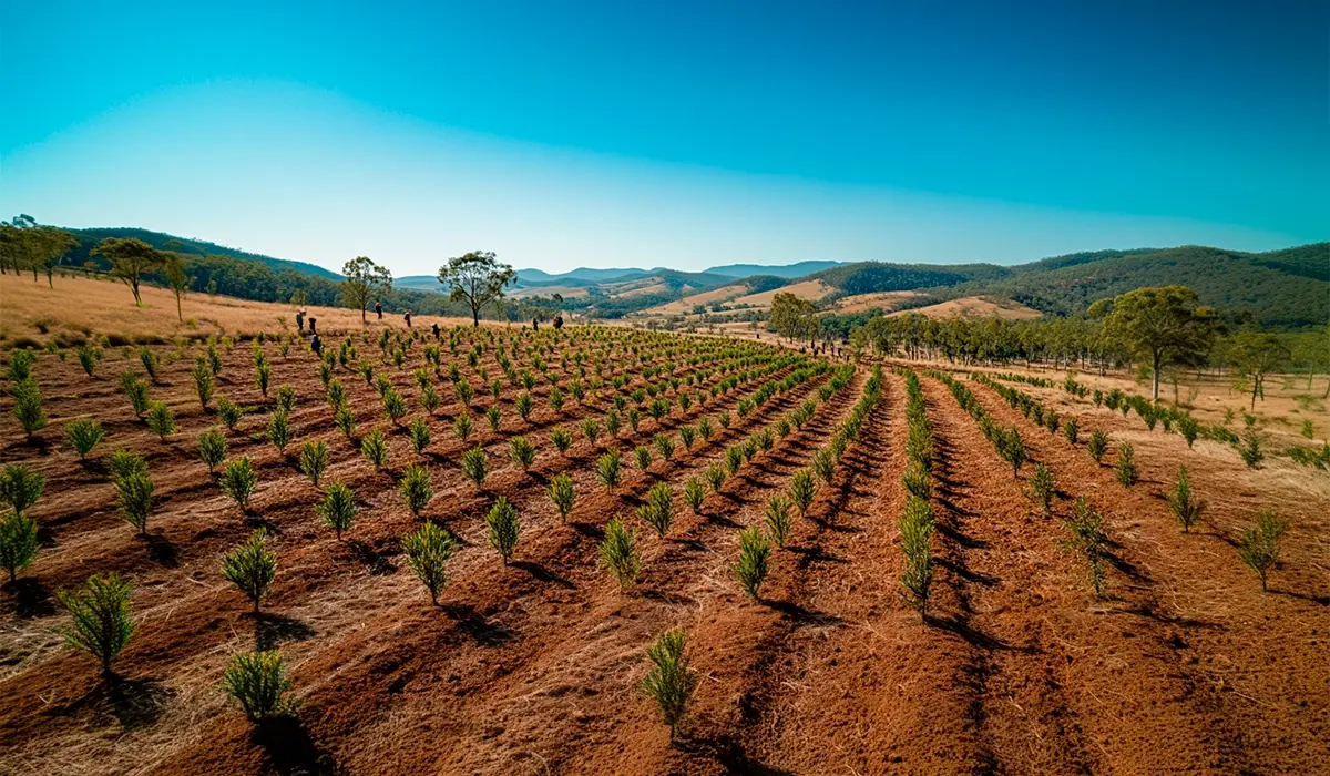 Australia prepares for largest native tree planting project on record