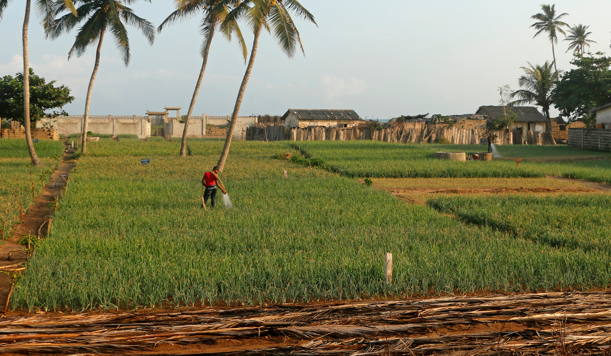 Benin's agroforestry efforts to combat deforestation