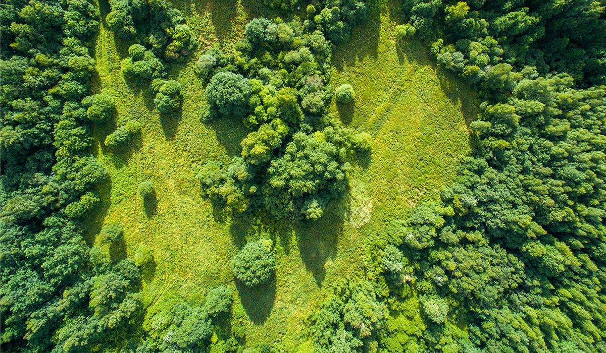 Breathe easy: How trees are nature's air-cleaning machines