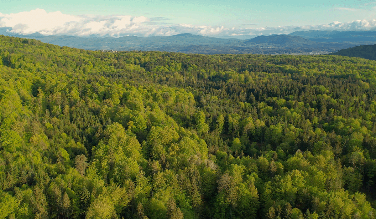 COP28 unveils $1 billion push for 'new forest economy'