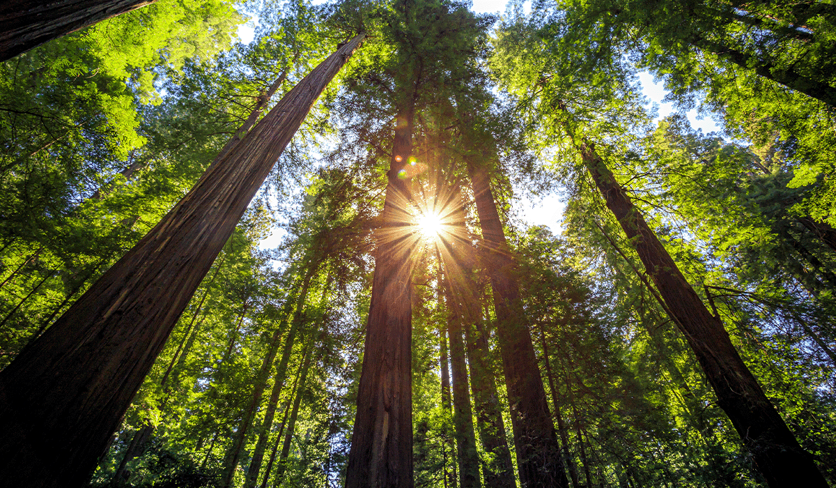 Carbon credit giants unite for $500 million nature-based carbon offset ...