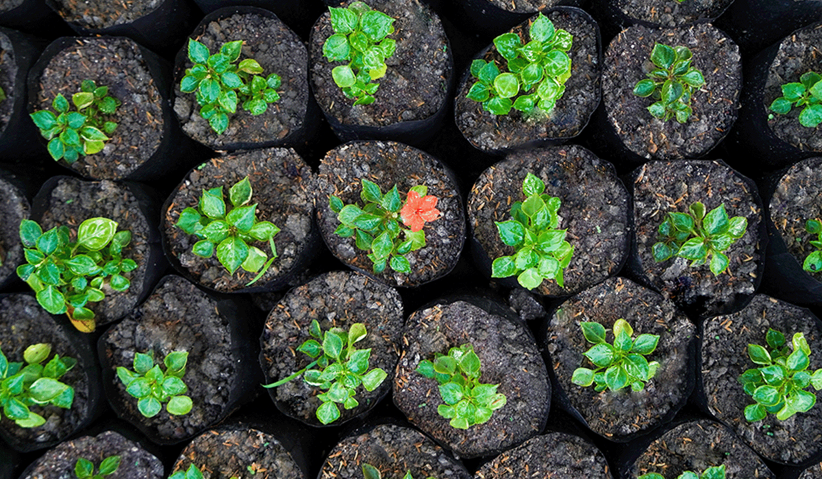 VCMI launches Claims Code of Practice to ensure carbon industry standards