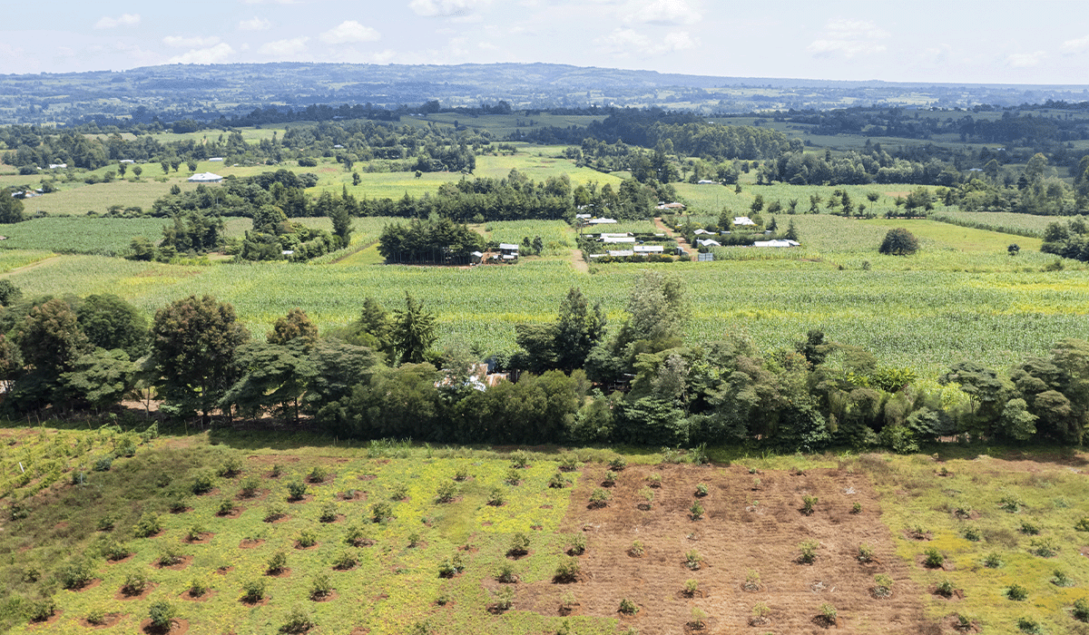 DGB’s Hongera Reforestation Project: 600 hectares and growing