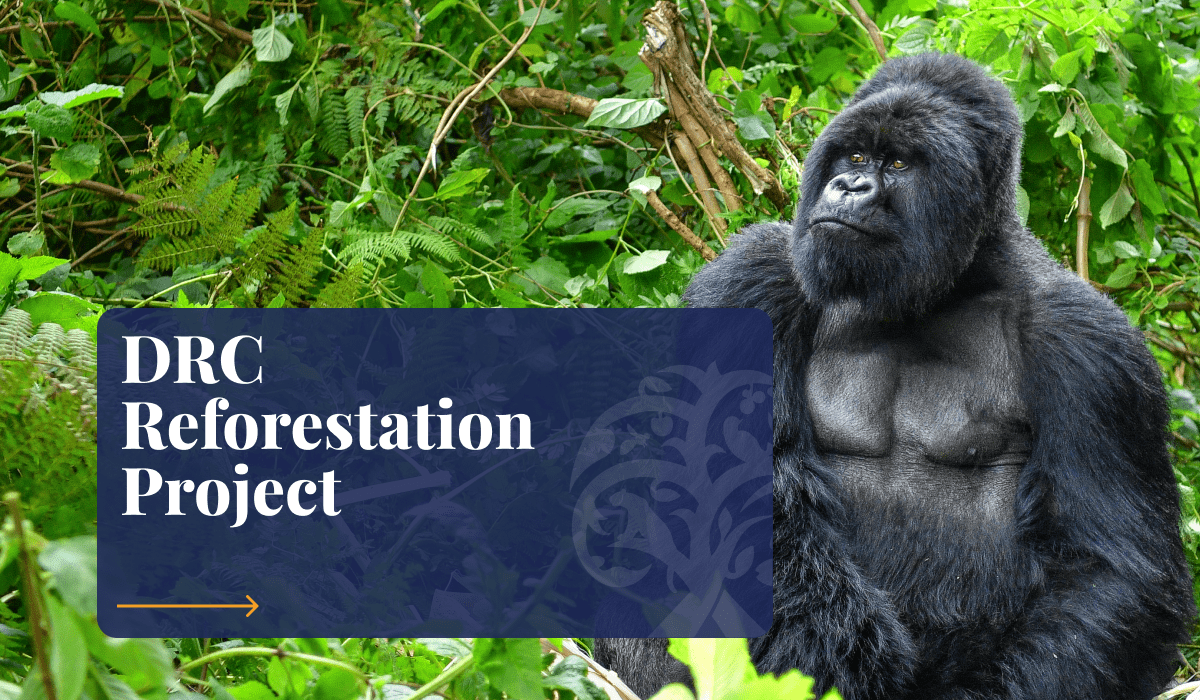DGB Group | DRC Reforestation Project, Democratic Republic of the Congo ...