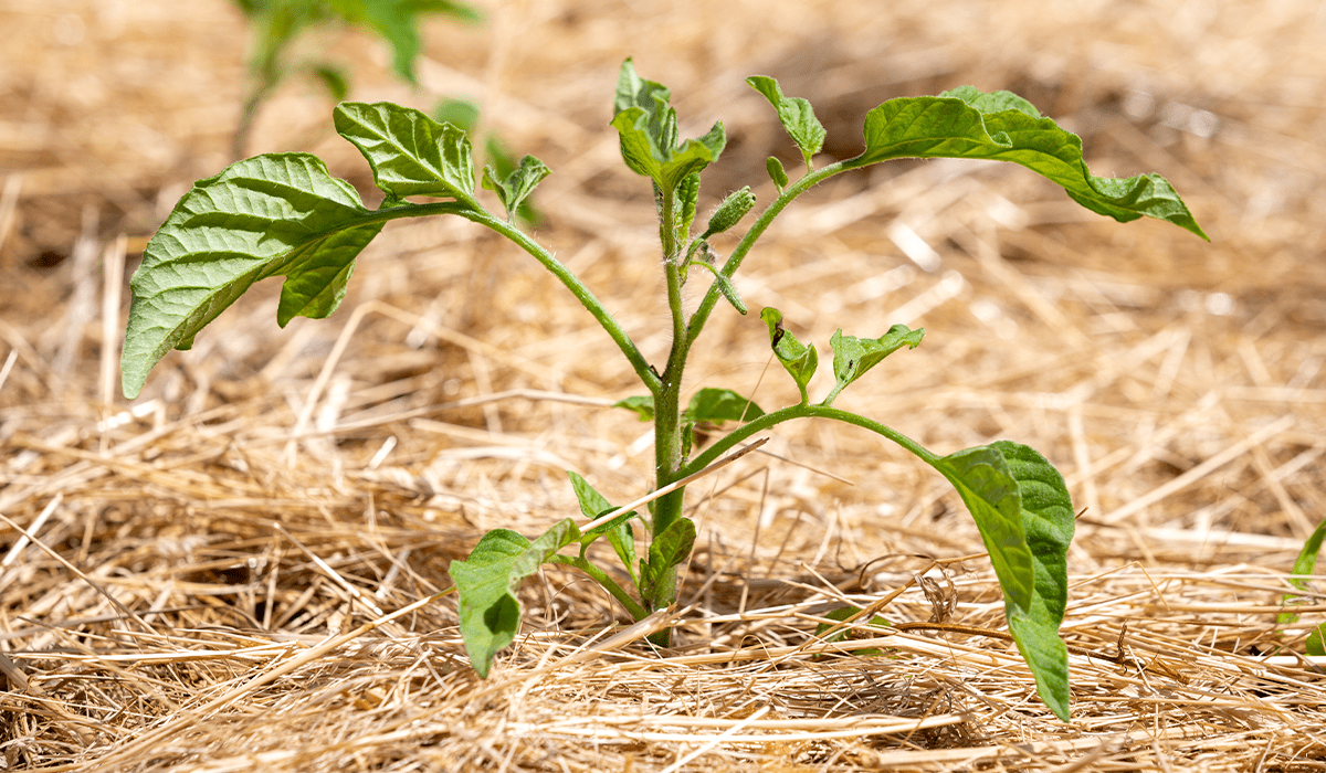 Dry farming: growing crops without irrigation