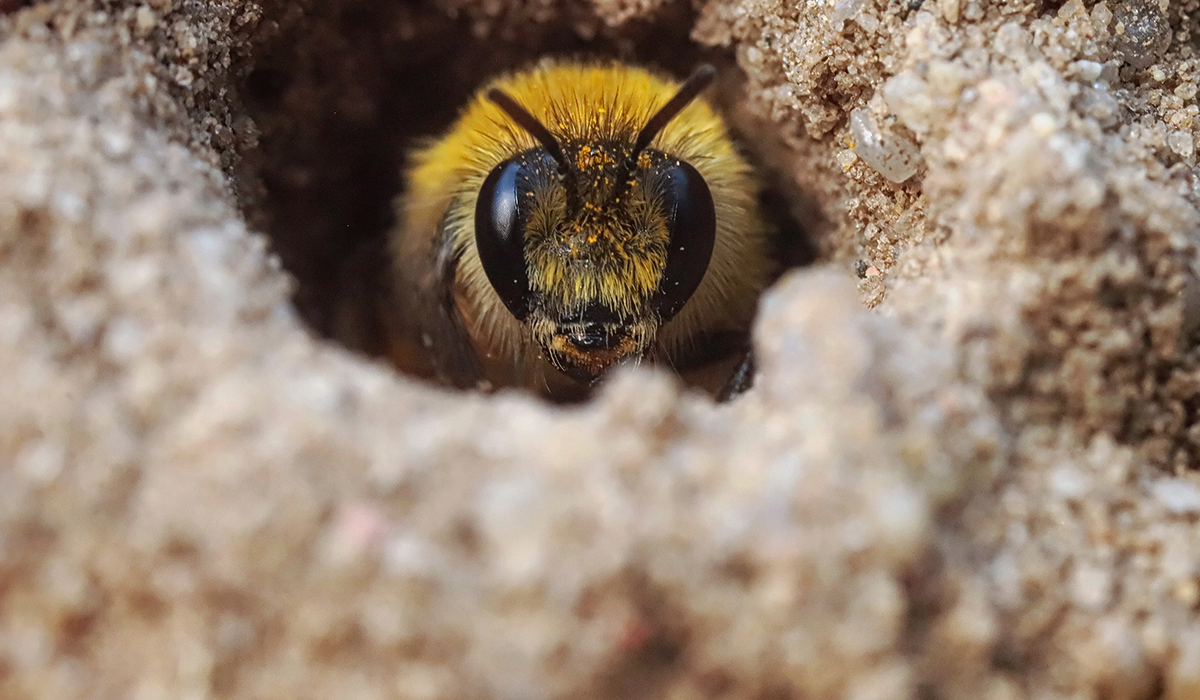 Evidence for the importance of biodiversity in the wild bee population