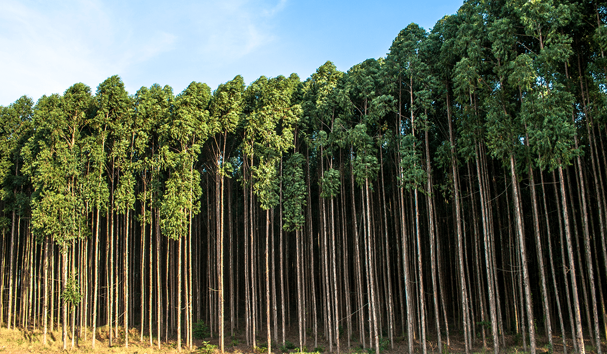 Forest accounting: What is it, and what are the methods?