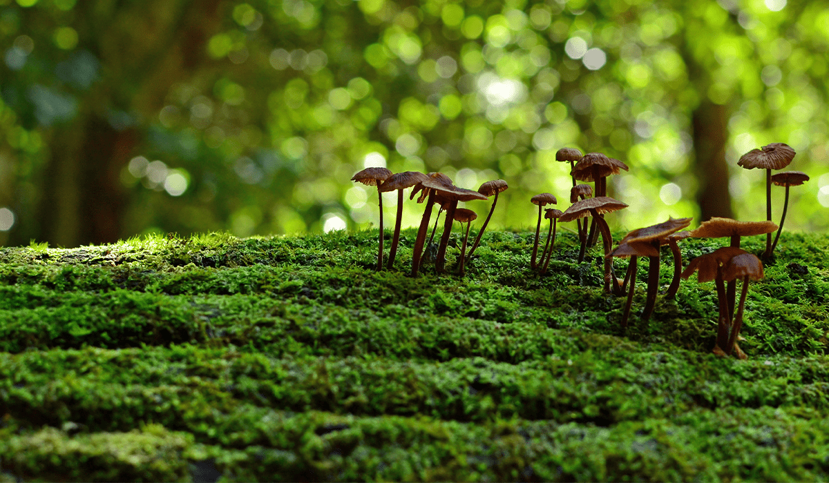 Forestry investment company measuring biodiversity baselines for ...