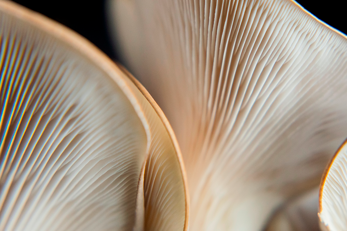 Funga uses forest fungi to capture carbon, raises $4 million in seed ...