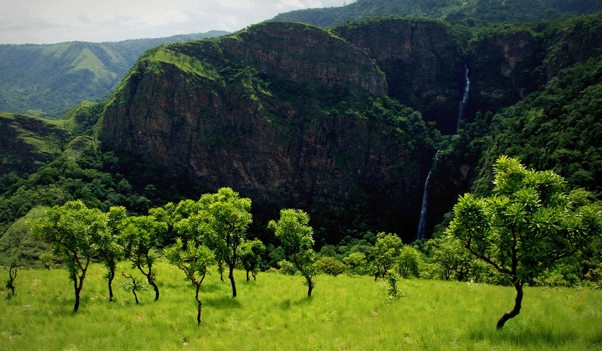 Ghana announces plans to boost fairness in carbon credit industry