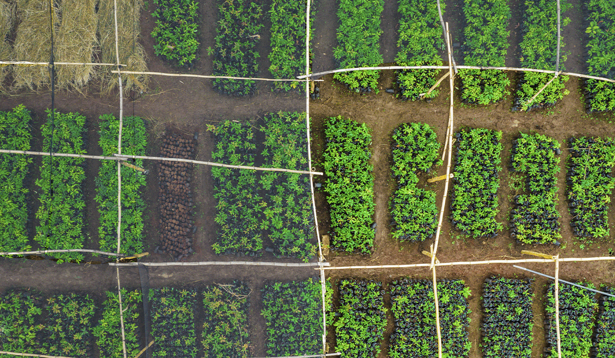 Growing green: The Hongera Reforestation Project expands its nurseries ...