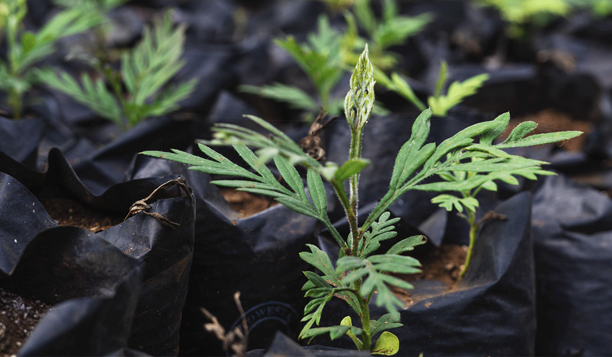 Exploring carbon credit certification and issuance