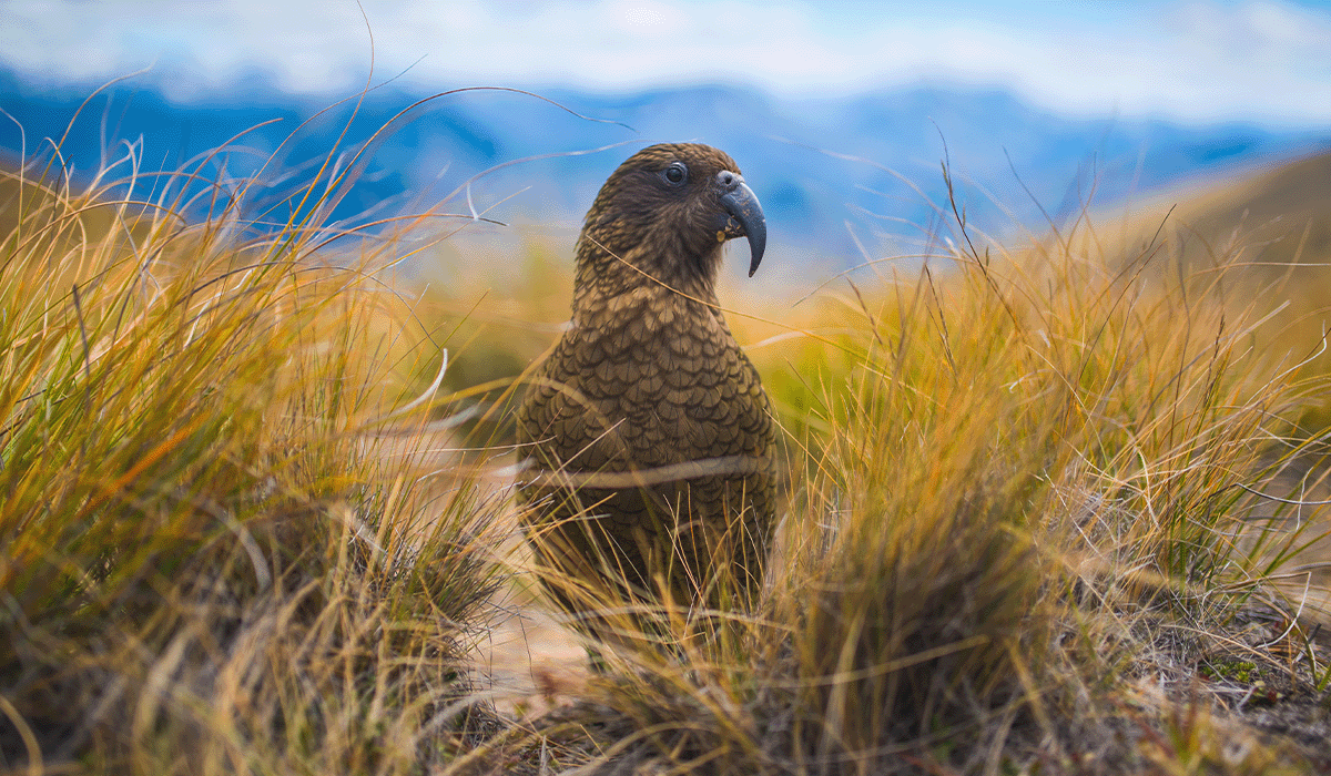 Innovative steps taken to protect New Zealand's wildlife
