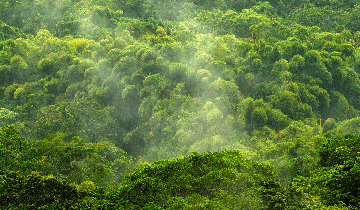 Investing in tree planting: How companies are restoring forests