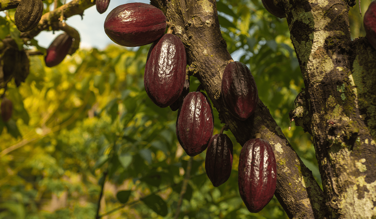 Kennemer Group's cacao-based agroforestry programme wins the ...