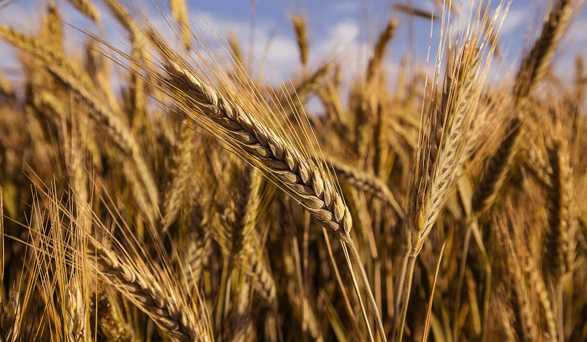 Key factors in the fall of the Roman Empire: unsustainable farming ...