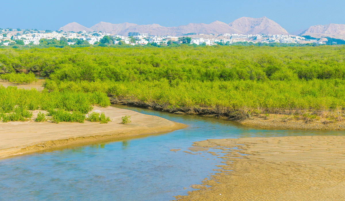 Oman's mangrove restoration: $150 million in carbon credits