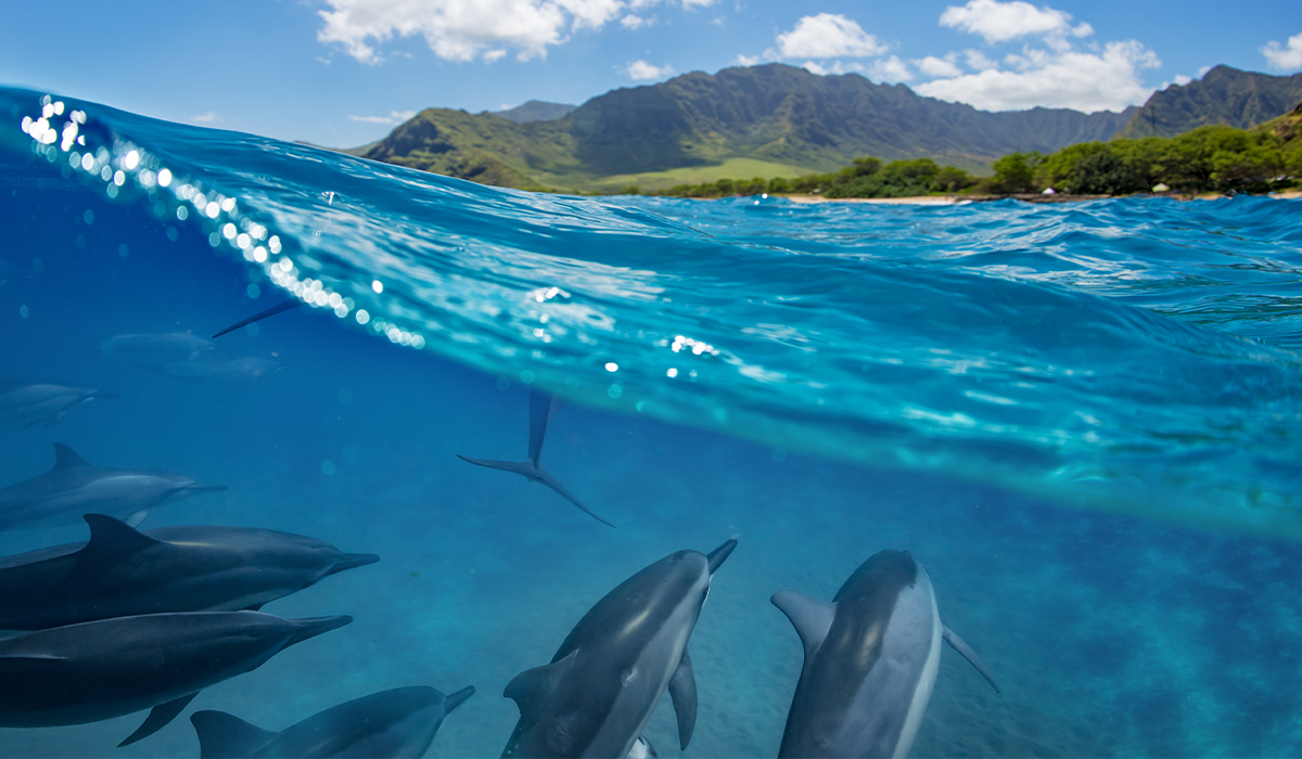 Planetary Technologies publishes MRV protocol for ocean-based carbon ...