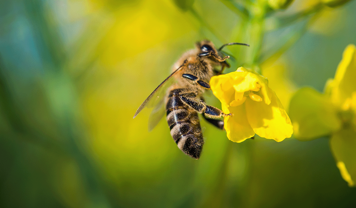 Preserving insect biodiversity is vital for sustainable food production ...