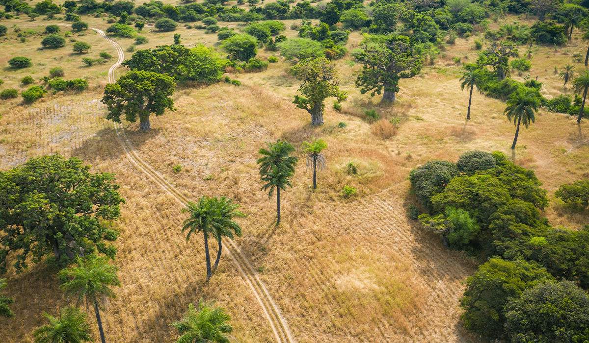 Preventing desertification: Top 5 success stories