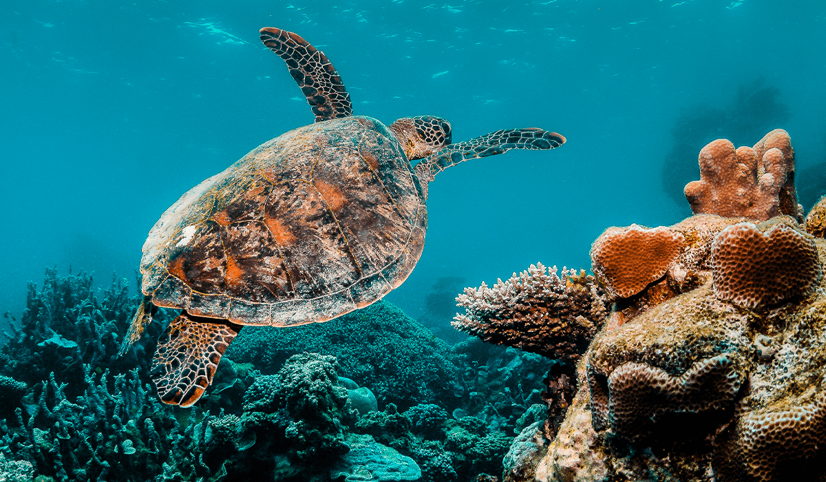 Qatar's commitment to biodiversity: efforts to protect endangered sea ...