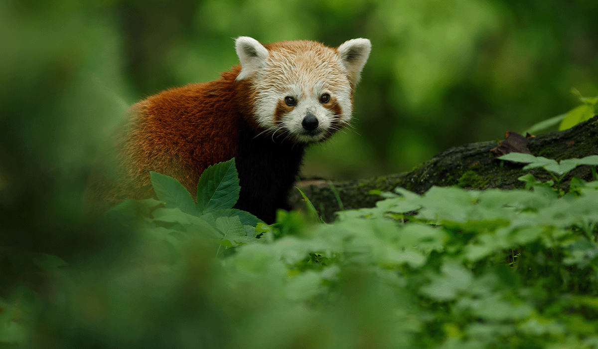 Reshaping India debt landscape: $30 billion in sustainable finance ...