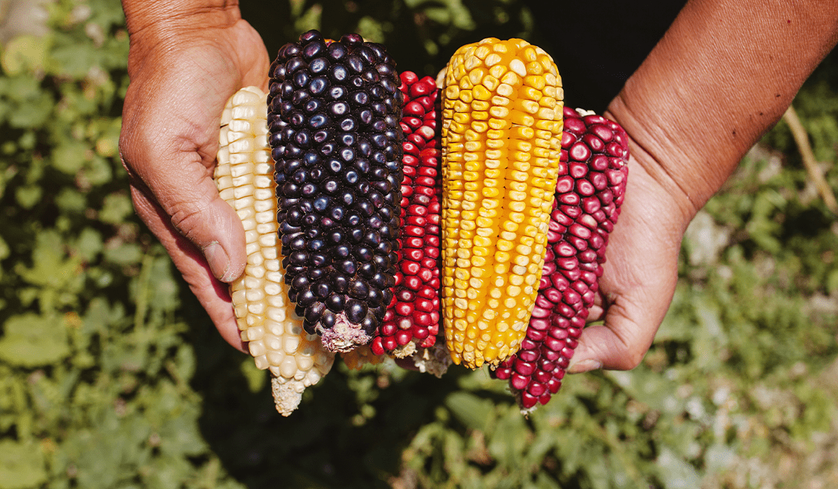 Swiss climate venture operator launches revolutionary biochar company ...