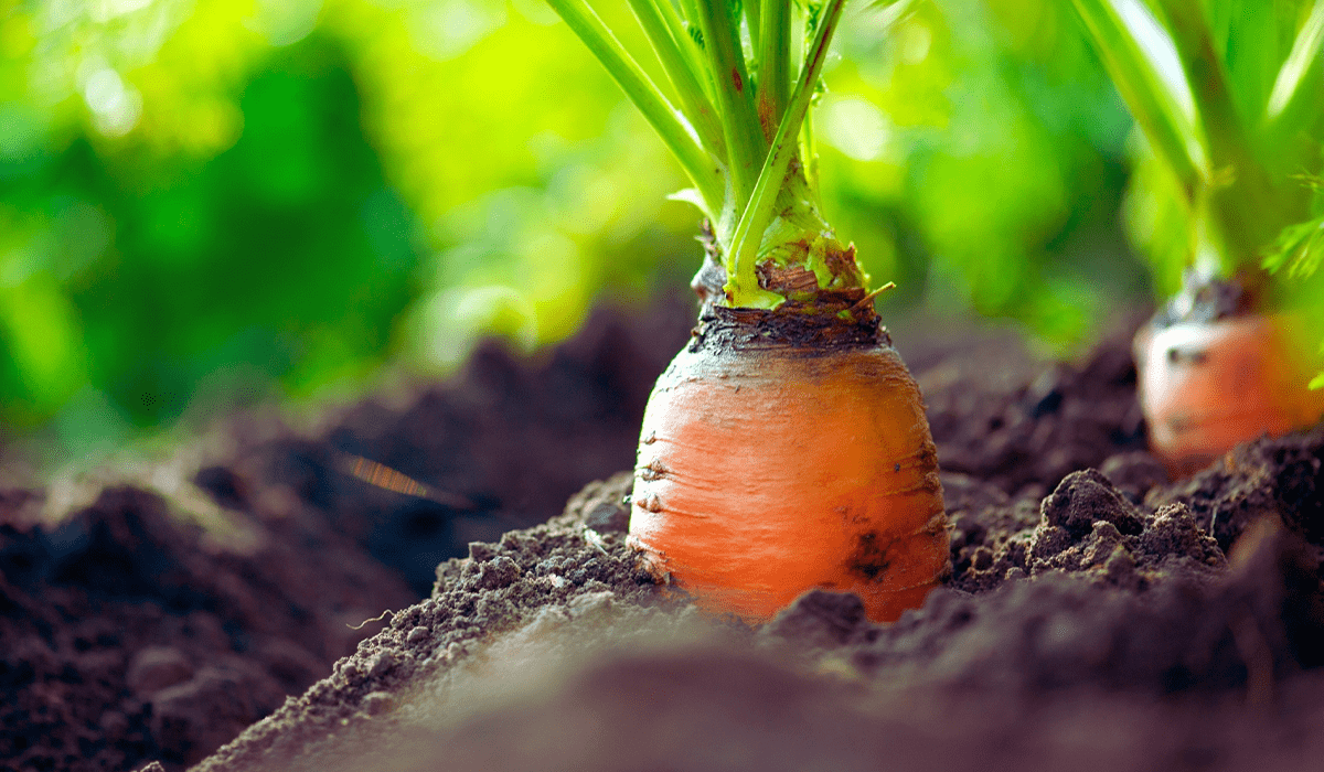 Soil health: Why it is crucial for food production and how we can ...